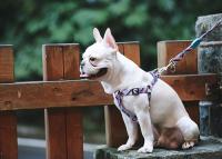 China Easy Pull Dog Walking Harness For Hiking for sale