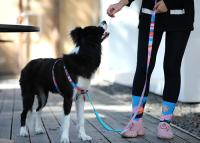China Front Connect Easy Walk Dog Harness Small Medium for sale