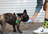China 0.98 Inch Adjustable Neck Dog Harness for sale