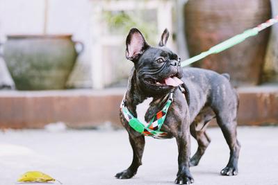 Cina Trasferimento di calore Lanyard Tech dell'imbracatura per cani di sublimazione riempito neoprene di nylon in vendita