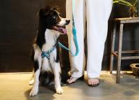 China Fully Adjustable Dog Harness For Puppy for sale