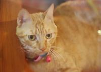 China Comfortable Extra Small Safe Cat Collars Bobby Cat Collar for sale