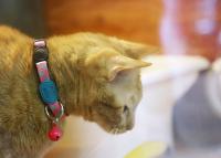 China Comfortable Extra Small Safe Cat Collars Bobby Cat Collar for sale