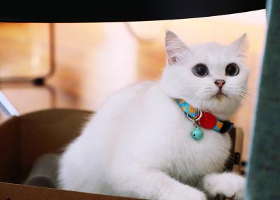 Cina Collare molle di Cat Neck Band Cat Shock del poliestere dell'interno per miagolare dei gatti in vendita