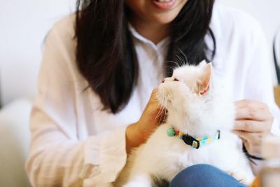 Cina Collare molle di Cat Neck Band Cat Shock del poliestere dell'interno per miagolare dei gatti in vendita