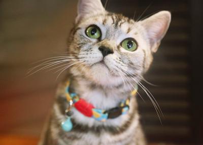Cina Collare molle di Cat Neck Band Cat Shock del poliestere dell'interno per miagolare dei gatti in vendita