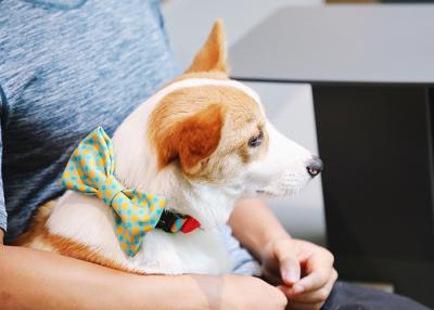 Cina Cani medi di Bowtie Sublimation Printing For Small del cane di ringraziamento di natale di festa in vendita