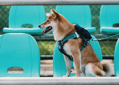 China Van de de Poedelhond van het huisdierenpuppy van het de Uitrustingspak van het het Vestzadel de Rugzakleiband voor Grote Honden Te koop