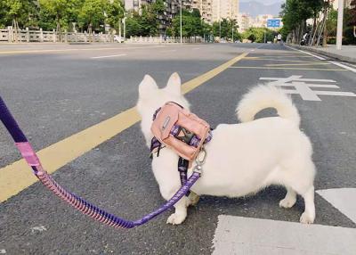 Cina Guinzaglio riflettente di camminata 6' del cane di tirata del cane del guinzaglio di vita del sistema anti mani libere della cinghia in vendita