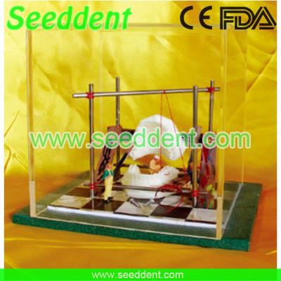 China Show-case small construction site set of teeth for sale