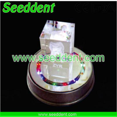 China Transparent single tooth big model with big round stand for sale