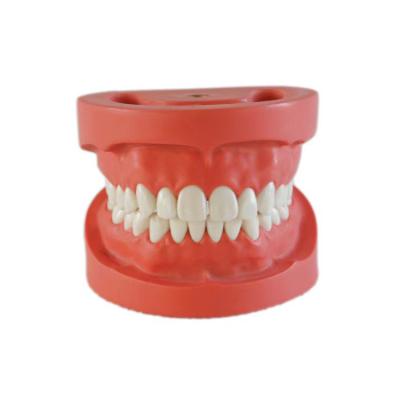 China High Quality Standard Dental Teeth student Study Model  / Dental standard modle 28pcs hard gum screw fix type for sale