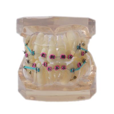 China SE-MOB8-01 Dental teeth teaching study model full Orthodontic Metal Bracket for sale