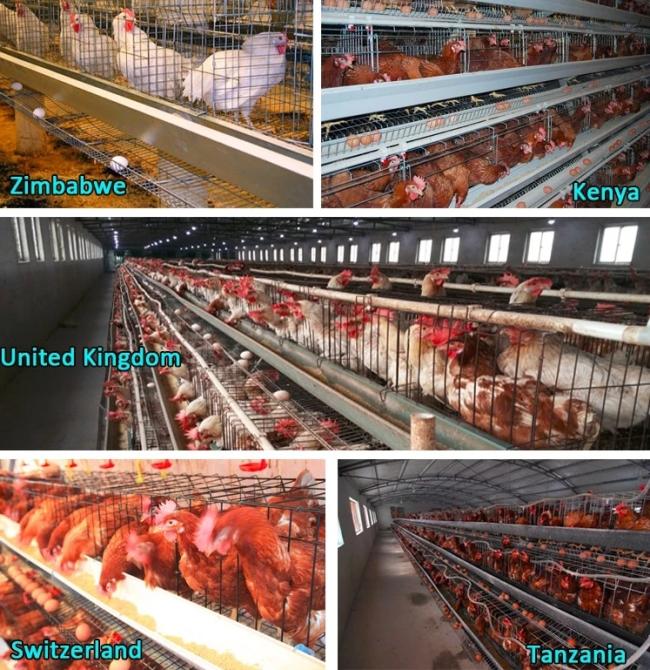 chicken layer cages