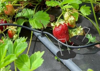 Китай Насекомочные сети фиксация Пег трава закрепление SOD сцепки оцинкованные стальные садовые гвозди продается