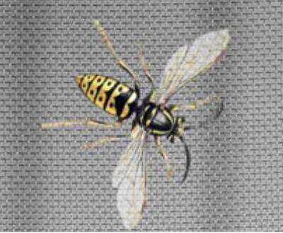 China High-Density Wire Mesh Mosquito Screen - Window Screen & Insect Screen Mesh for sale