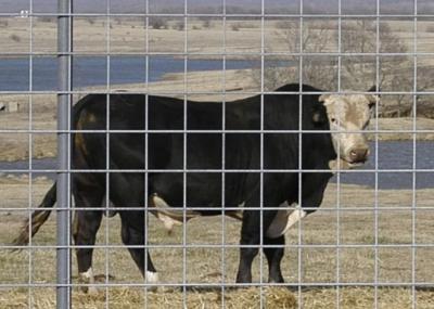 China Hot DIP Galvanized Hog Panel for Livestock and Cattle Fence for sale