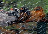 China Poultry Netting Chicken Wire Mesh , Plain Weave Galvanized Hexagonal Wire Mesh for sale