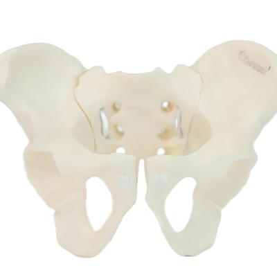 Cina Eco-friendly PVC Manifatto Educazione medica Creazione artistica Disegno Ergonomica Educazione fisica Mini Modalità pelvica femminile in vendita