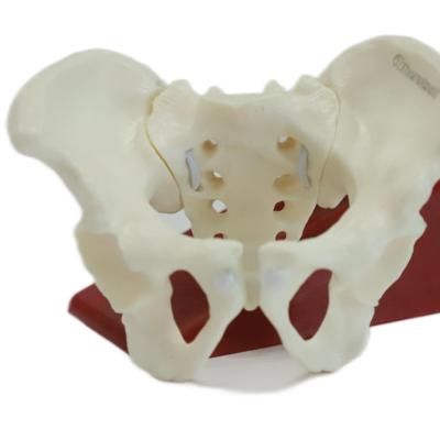 Cina Eco-friendly PVC Manifatto Educazione medica Creazione artistica Disegno Ergonomica Educazione fisica Mini Modalità pelvica femminile in vendita