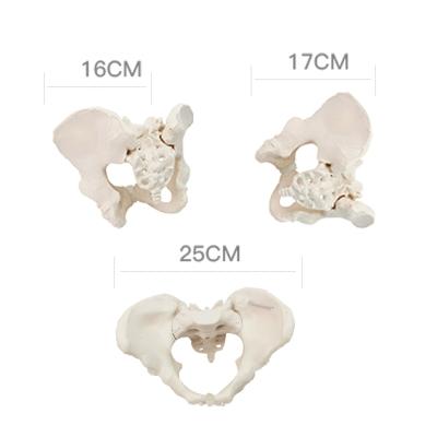 Cina PVC ecologico 1:1 Dimensione naturale Educazione medica Creazione artistica Design ergonomia Educazione fisica Modello pelvico femminile in vendita