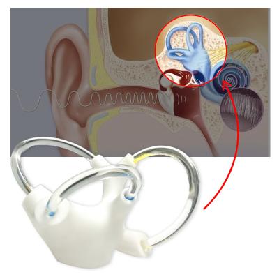 Cina Scheletro umano Coclea Orecchio interno Rehabilitazione del nervo cranico Funzione anatomica Dimostrazione didattica Canale semicircolare in vendita