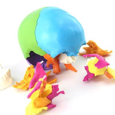 Cina Cranio umano disarticolato 22 parti Cranio Modello, Cranio umano esploso Modello Osso adulto Colore Grandezza naturale in vendita