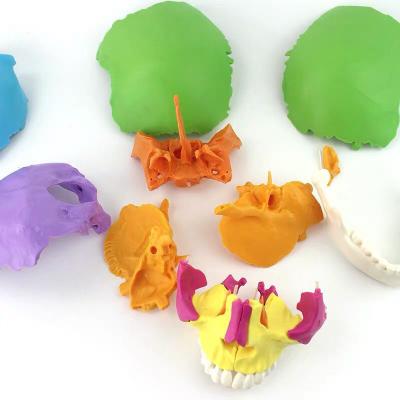 Cina Cranio umano disarticolato 22 parti Cranio Modello, Cranio umano esploso Modello Osso adulto Colore Grandezza naturale in vendita