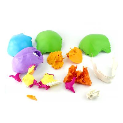 Cina Cranio umano disarticolato 22 parti Cranio Modello, Cranio umano esploso Modello Osso adulto Colore Grandezza naturale in vendita