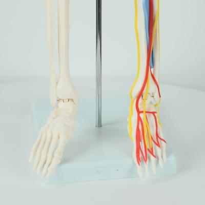 Cina Modello didattico con vasi cromatici Nervi Scheletro Modello con anatomia stand 85 cm Scheletro umano Modello in vendita