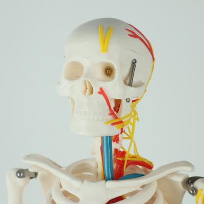 Cina Modello didattico con vasi cromatici Nervi Scheletro Modello con anatomia stand 85 cm Scheletro umano Modello in vendita