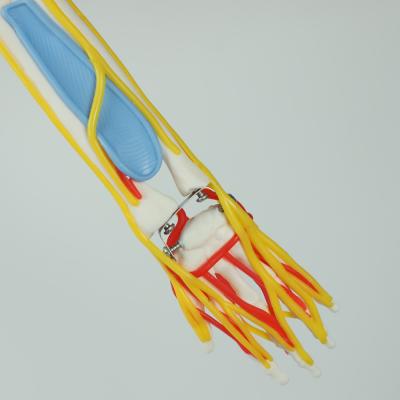 Cina Modello didattico con vasi cromatici Nervi Scheletro Modello con anatomia stand 85 cm Scheletro umano Modello in vendita