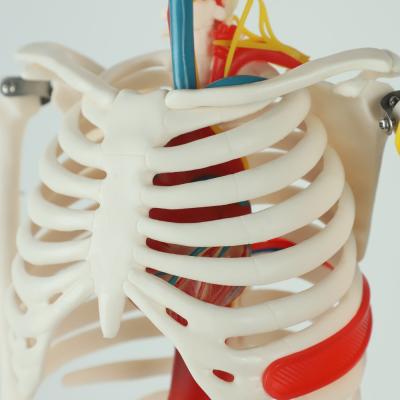Cina Modello didattico con vasi cromatici Nervi Scheletro Modello con anatomia stand 85 cm Scheletro umano Modello in vendita