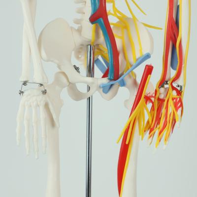 Cina Modello didattico con vasi cromatici Nervi Scheletro Modello con anatomia stand 85 cm Scheletro umano Modello in vendita