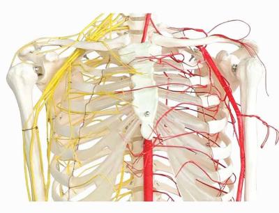 Cina Modello di scheletro umano completo con scheletro neurovascolare di grandezza naturale con inserimento muscolare dei nervi spinali Modello di scheletro umano in vendita
