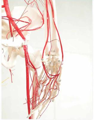 Cina Modello di scheletro umano completo con scheletro neurovascolare di grandezza naturale con inserimento muscolare dei nervi spinali Modello di scheletro umano in vendita