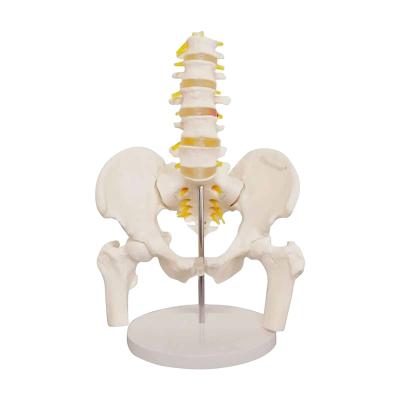 Cina Modello di scheletro anatomico in PVC per adulti Modelli di spina dorsale lombare con pavimento pelvico in vendita