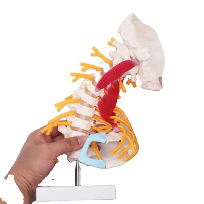 Cina Modello di scheletro anatomico della colonna cervicale per l'insegnamento in vendita