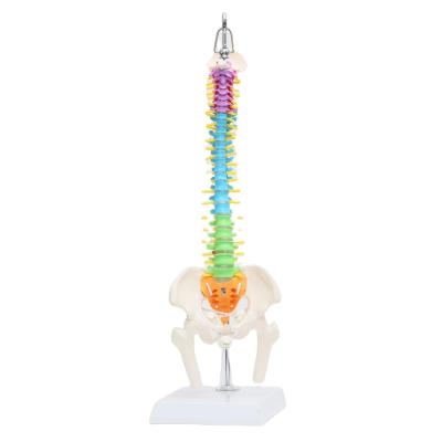 Cina Vertebre Nervi Arterie Osso pelvico E Femore Scheletro anatomico Grandezza completa Con supporto in vendita