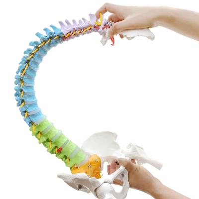 Cina Vertebre Nervi Arterie Osso pelvico E Femore Scheletro anatomico Grandezza completa Con supporto in vendita