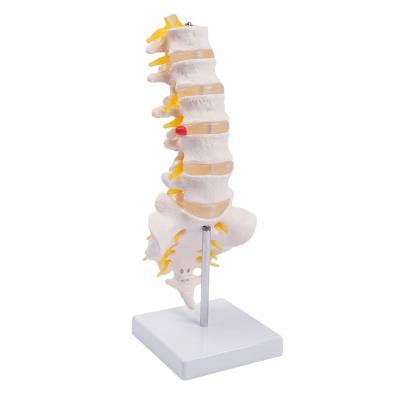 Cina Vertebre lombare Spina dorsale Scheletro anatomico Modello per dimostrazione medica Dimensione vitale in vendita