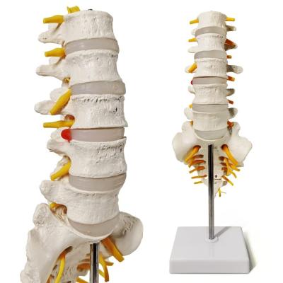 Cina Sacrum Coccyx Nervi Dimensione vitale Scheletro Modello scheletrico umano 3D Insegnamento scolastico in vendita