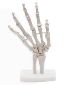 Cina Dimensioni di vita umana Fingere osso flessibile per dimostrazione medica Studio Educazione con base scheletrico Modello articolare della mano in vendita
