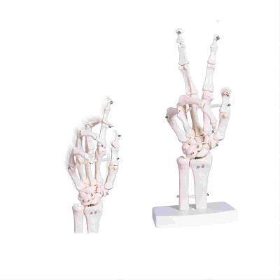 Cina Dimensioni di vita umana Fingere osso flessibile per dimostrazione medica Studio Educazione con base scheletrico Modello articolare della mano in vendita