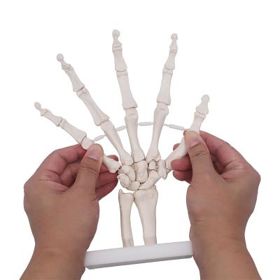Cina Dimensioni di vita umana Fingere osso flessibile per dimostrazione medica Studio Educazione con base scheletrico Modello articolare della mano in vendita