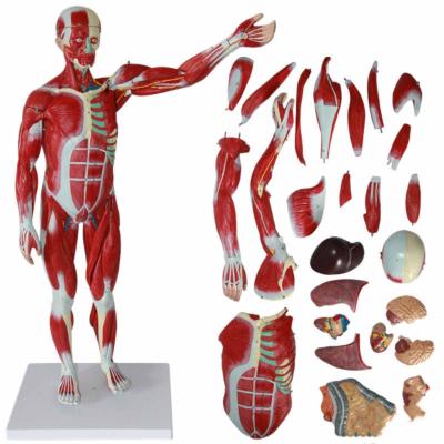 Cina 30 pollici 27-Part 1/2 Life Size Muscoli Struttura del corpo per l'insegnamento Studio Muscolo Viscera Modello in vendita