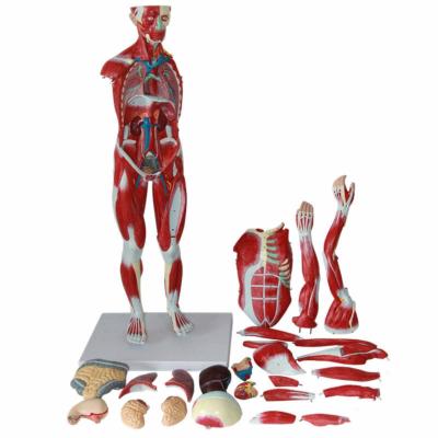 Cina 30 pollici 27-Part 1/2 Life Size Muscoli Struttura del corpo per l'insegnamento Studio Muscolo Viscera Modello in vendita