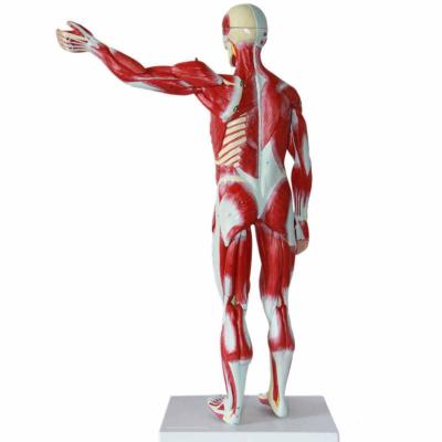 Cina 30 pollici 27-Part 1/2 Life Size Muscoli Struttura del corpo per l'insegnamento Studio Muscolo Viscera Modello in vendita