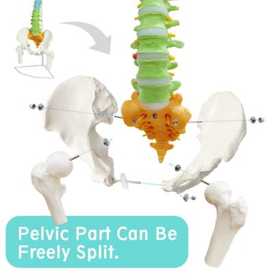 Cina Modello di scheletro anatomico flessibile Femore e osso pelvico Teste vertebre in vendita