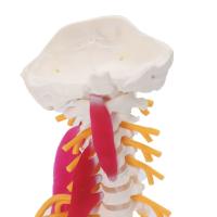 China Students Study Anatomical Skeleton Model Cervical Spine Bone ODM for sale